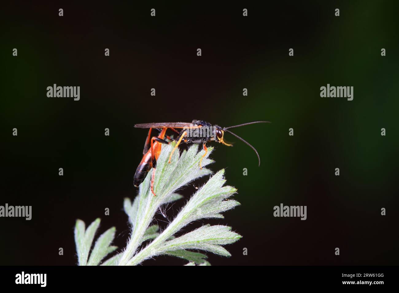 Bee insects in the wild, North China Stock Photo - Alamy