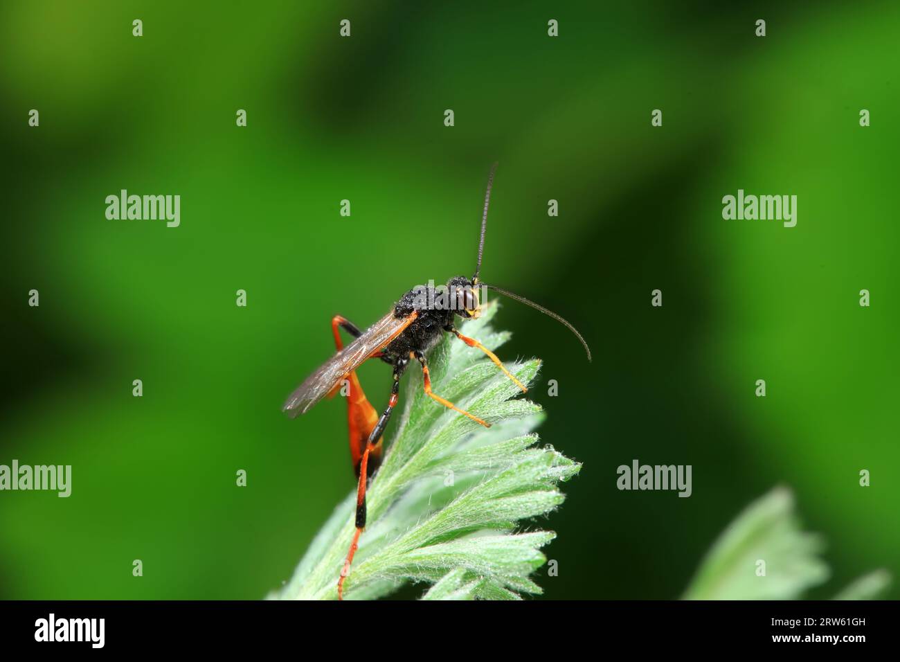 Bee insects in the wild, North China Stock Photo - Alamy