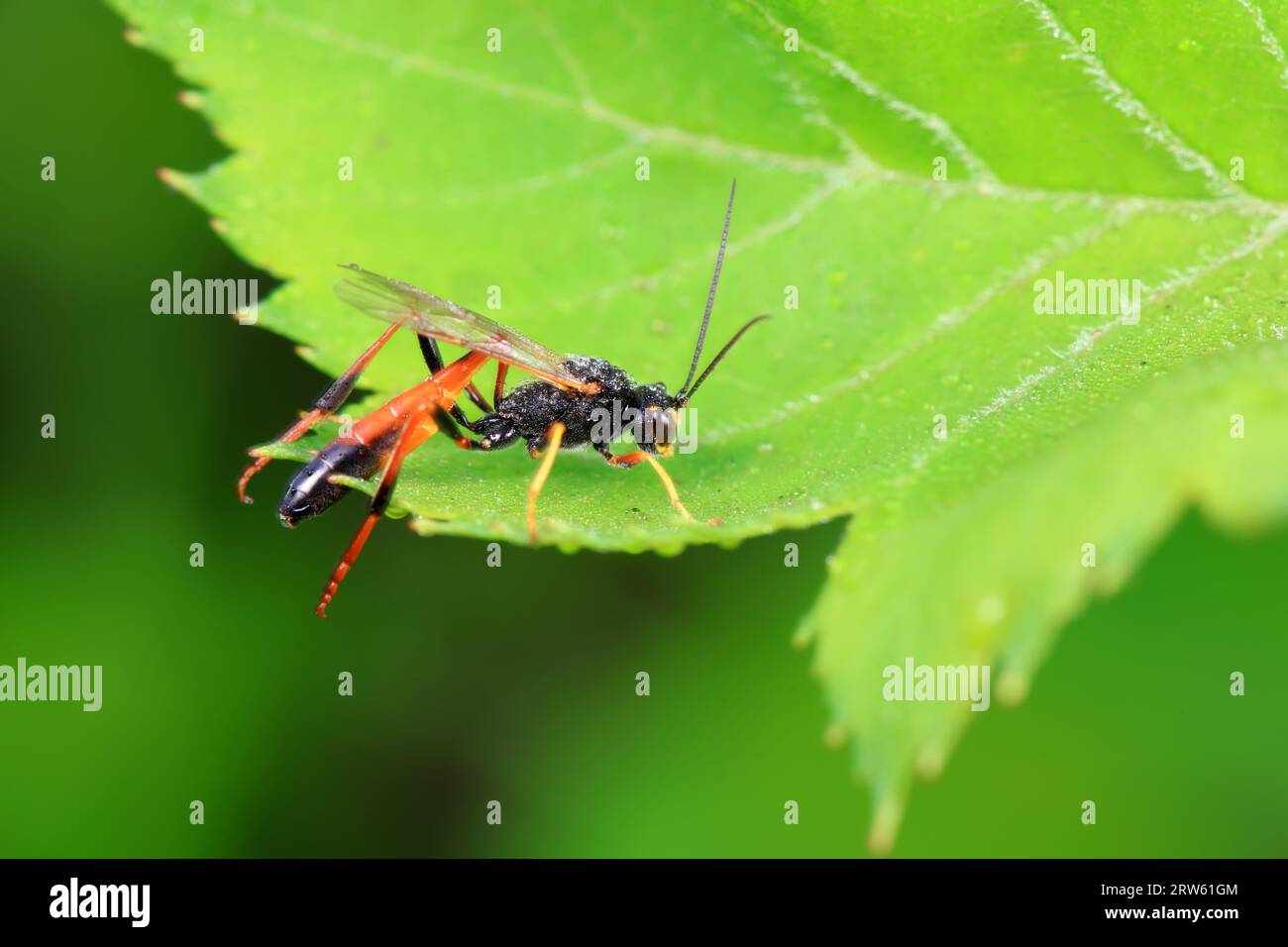 Bee insects in the wild, North China Stock Photo - Alamy