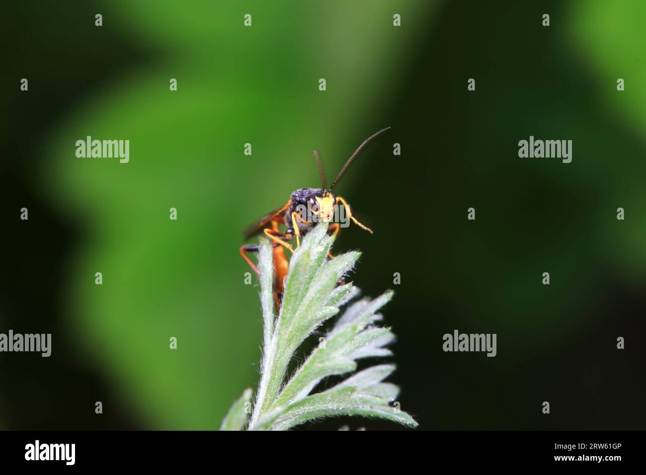 Bee insects in the wild, North China Stock Photo - Alamy