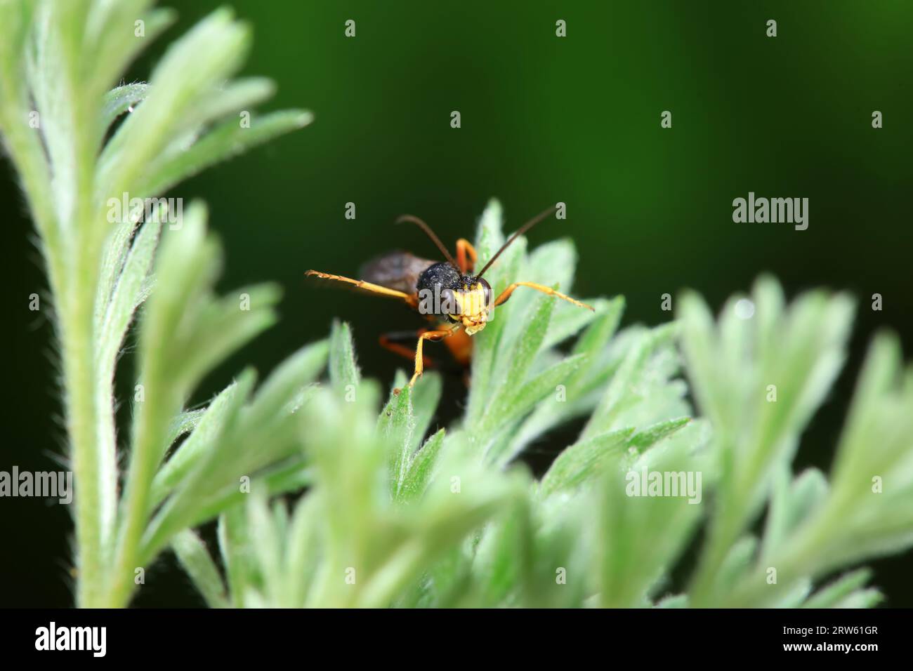 Bee insects in the wild, North China Stock Photo - Alamy
