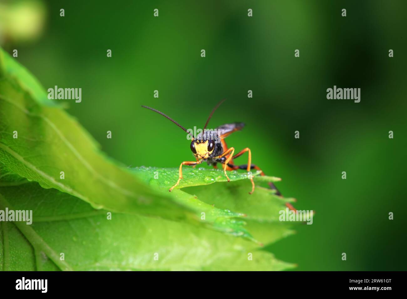 Bee insects in the wild, North China Stock Photo - Alamy