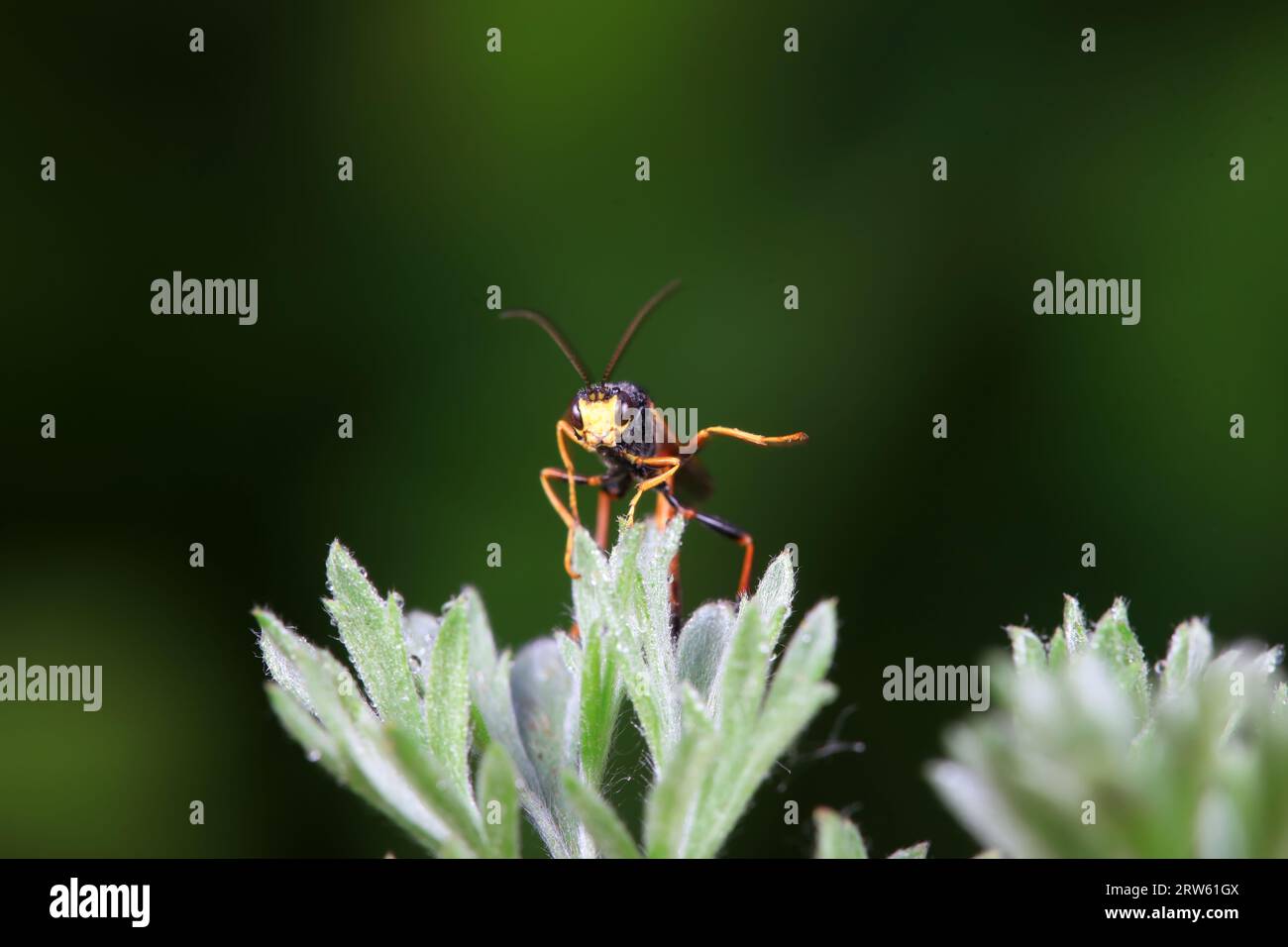 Bee insects in the wild, North China Stock Photo - Alamy