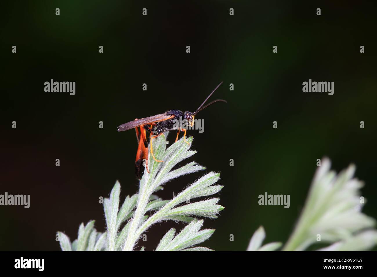 Bee insects in the wild, North China Stock Photo - Alamy