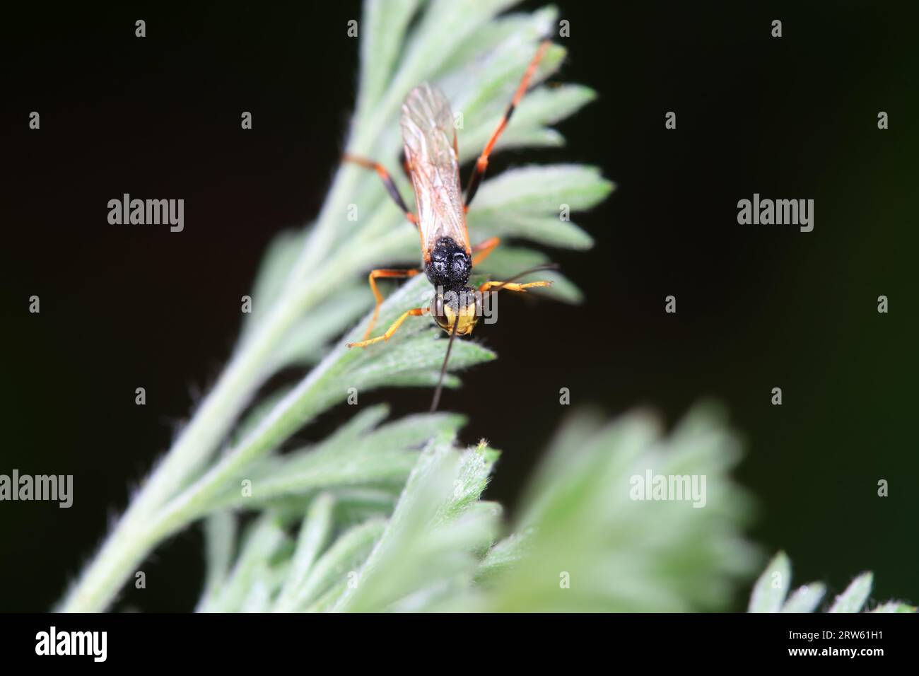 Bee insects in the wild, North China Stock Photo - Alamy