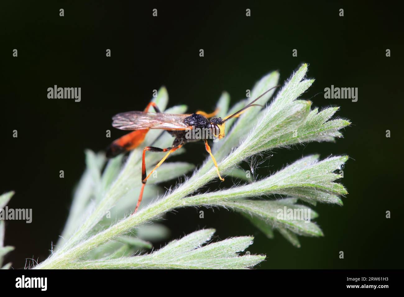 Bee insects in the wild, North China Stock Photo - Alamy