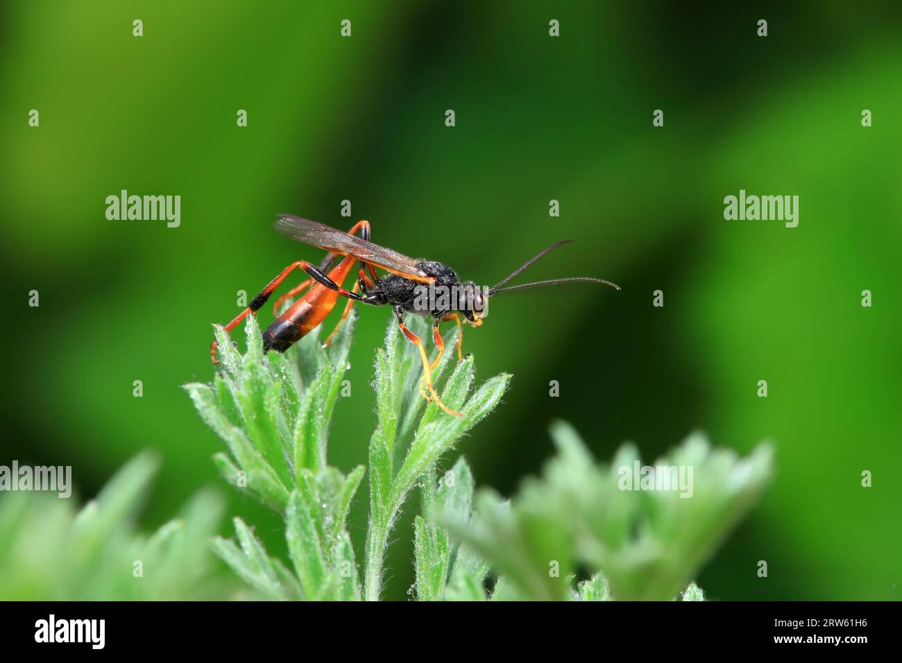 Bee insects in the wild, North China Stock Photo - Alamy