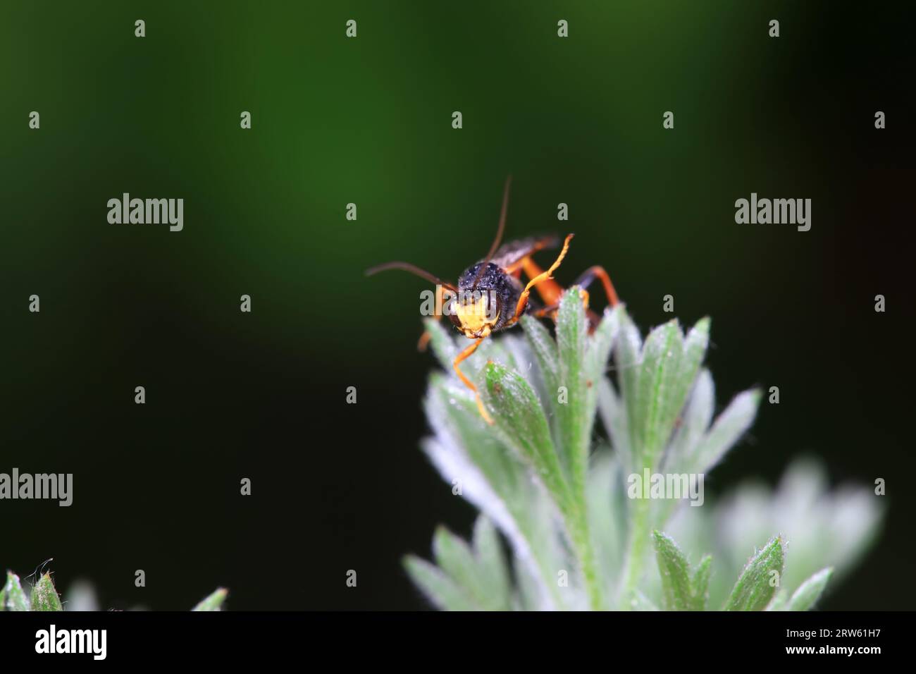 Bee insects in the wild, North China Stock Photo - Alamy