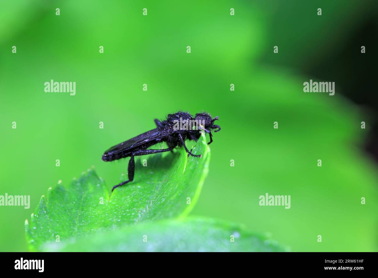 Mosquitos on wild plants, North China Stock Photo - Alamy
