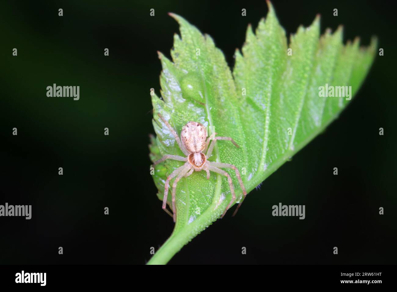 Spiders in the wild, North China Stock Photo - Alamy