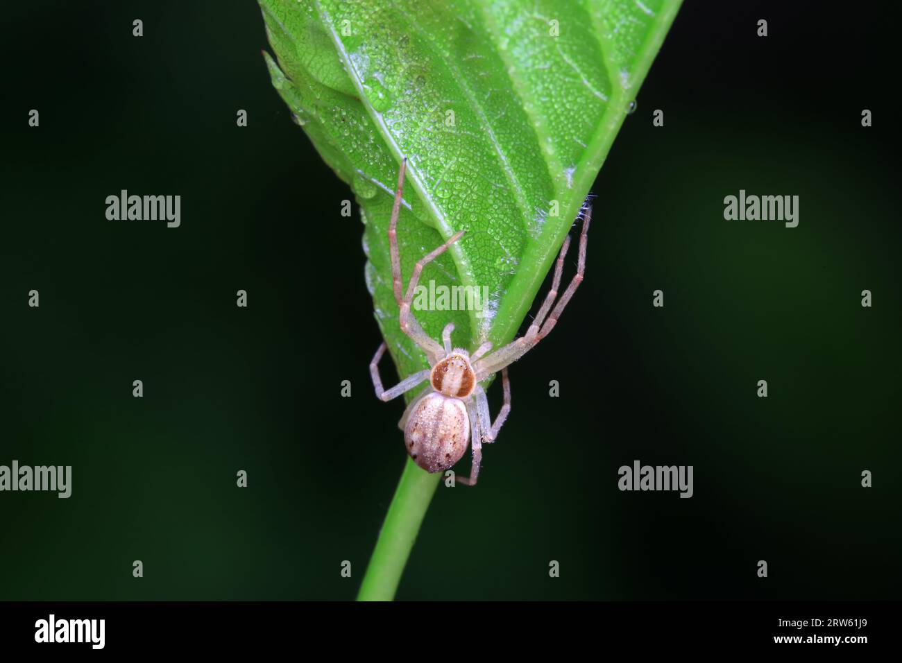Spiders in the wild, North China Stock Photo - Alamy