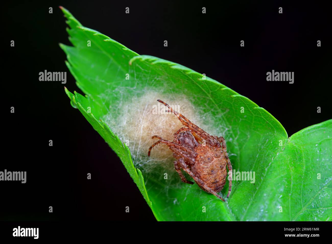 Spiders in the wild, North China Stock Photo - Alamy