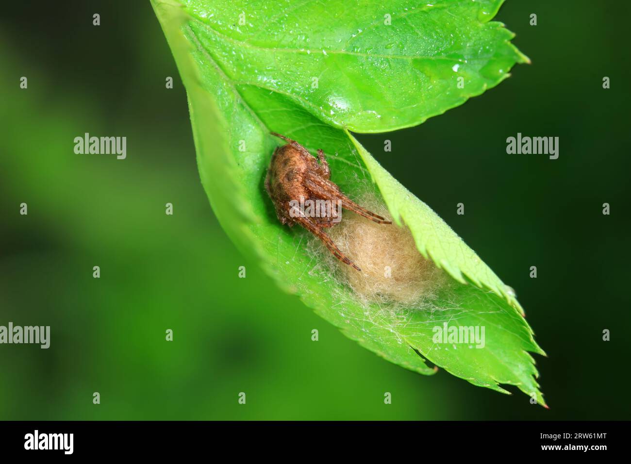 Spiders in the wild, North China Stock Photo - Alamy