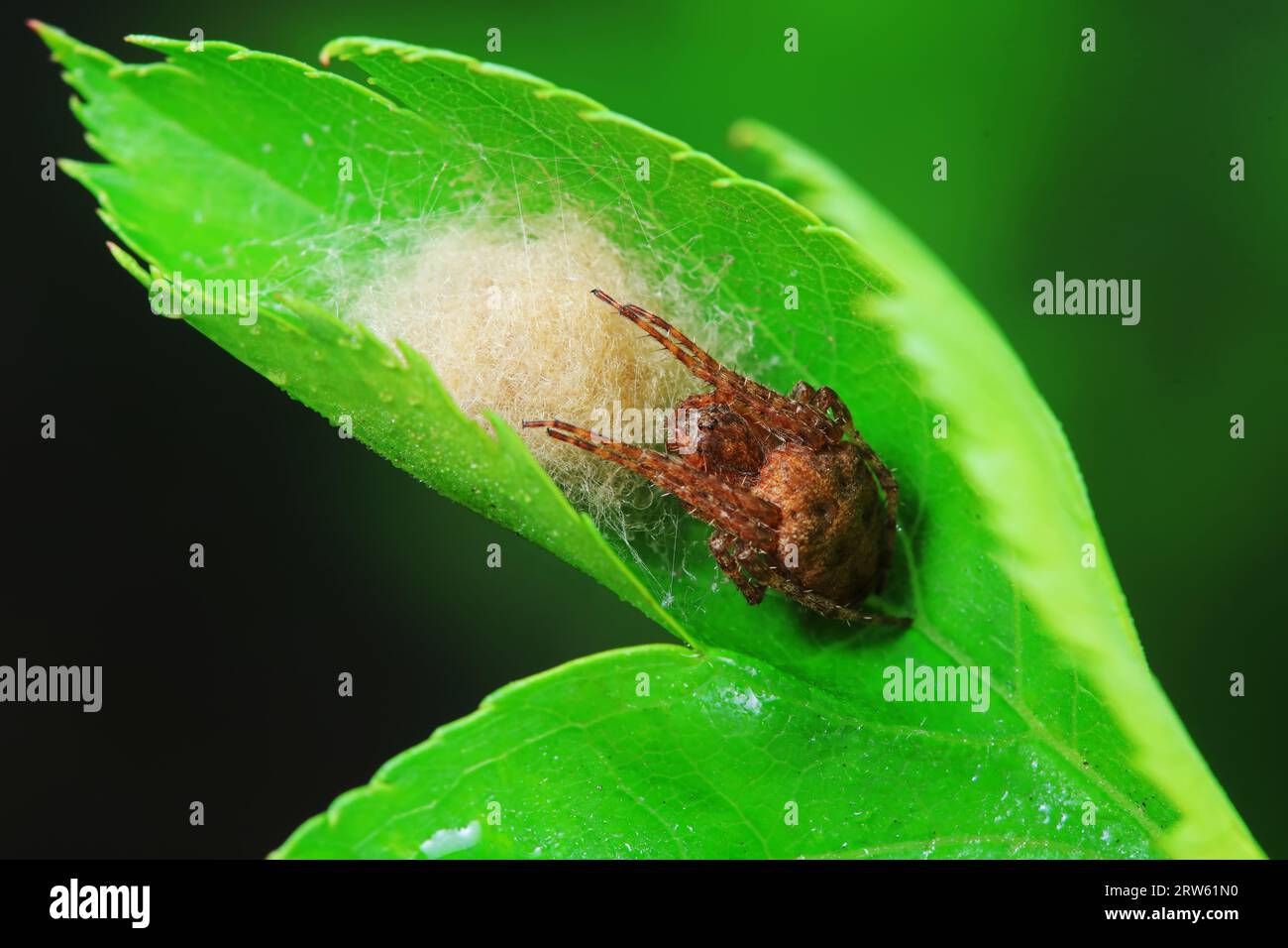 Spiders in the wild, North China Stock Photo - Alamy