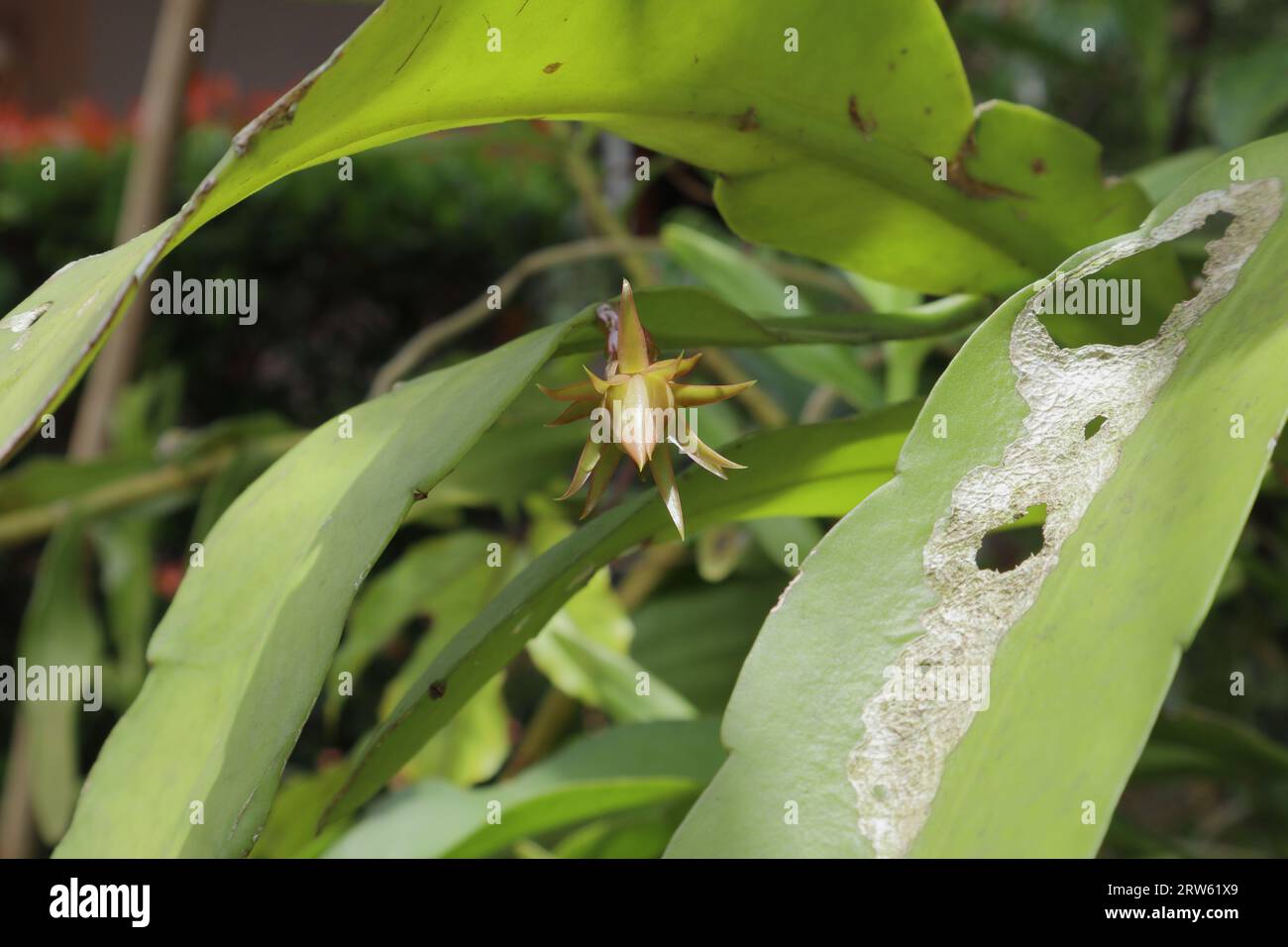 Wilt before dawn hi-res stock photography and images - Alamy