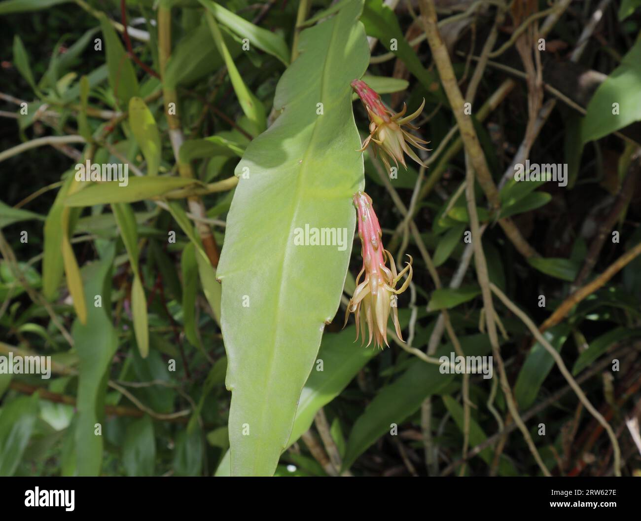 Close up view of a Queen of the night plant stem (Epiphyllum Oxypetalum ...