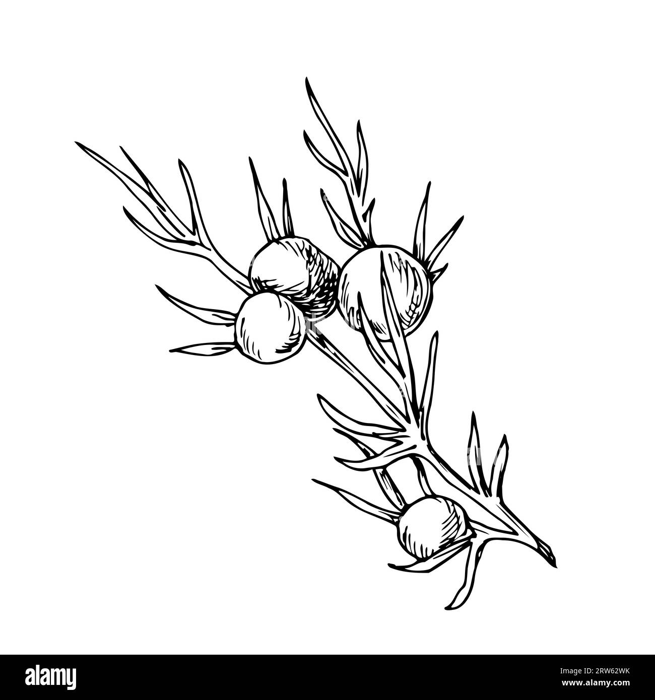 Juniper branch line illustration. botanical illustration Stock Photo ...