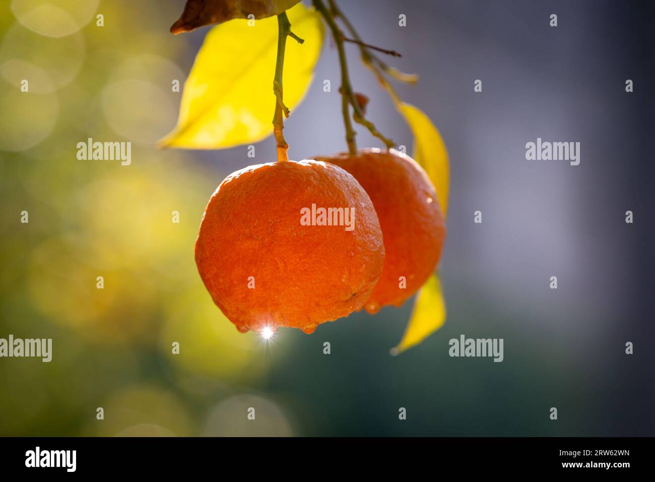 A ripe bitter orange on a tree in Seville, with a shallow depth of ...