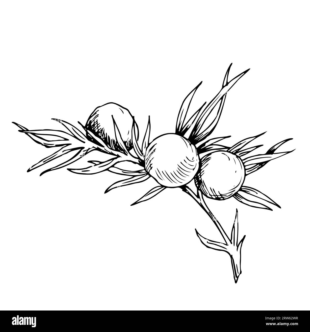 Fresh botanical Black and White Stock Photos & Images - Alamy