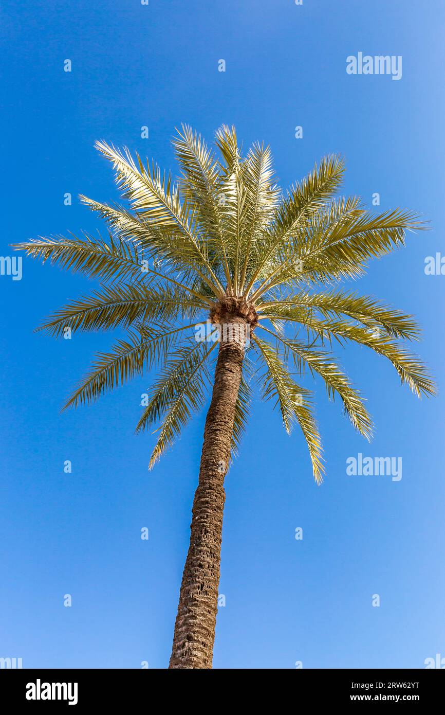 A palm tree growing in the Spanish sunshine with a clear blue sky ...