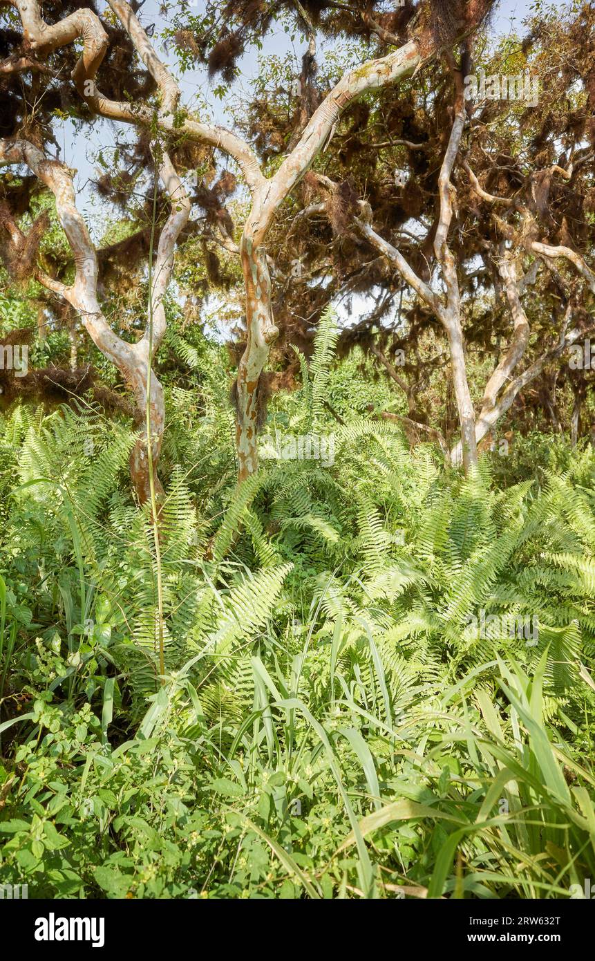 Tropical rain forest vegetation and jungle hi-res stock photography and ...