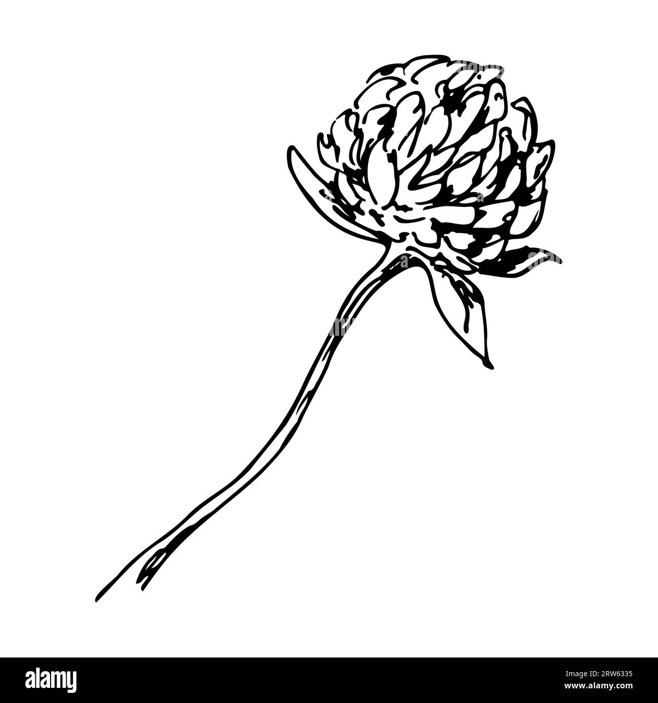 linear graphic drawing of clover flower. Plants and flowers Stock Photo ...