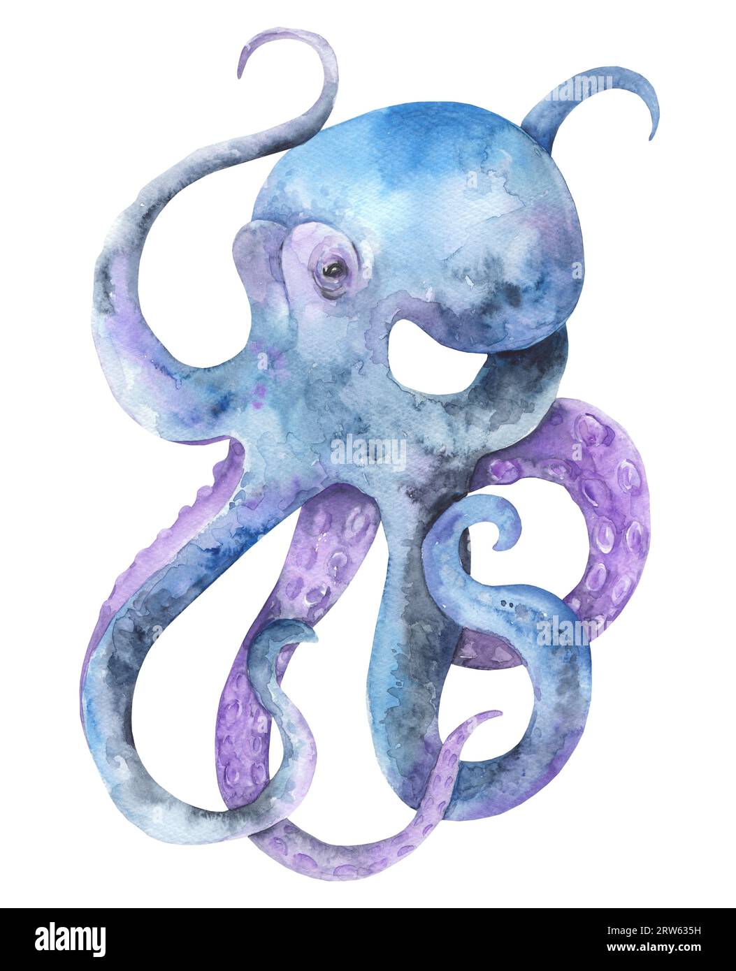 Watercolor illustration of an octopus isolated on a white background ...