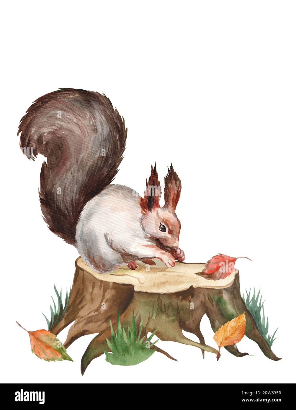 Watercolor realistic illustration of a squirrel on a stump. Autumn ...