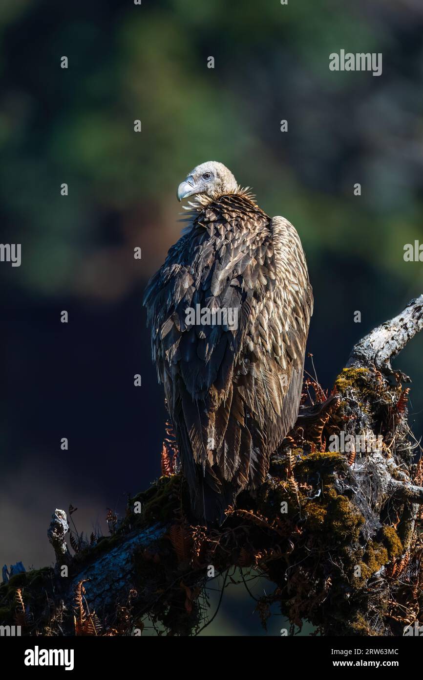Himalayan Griffon Vulture sitting on tree-top at eye-level Stock Photo ...
