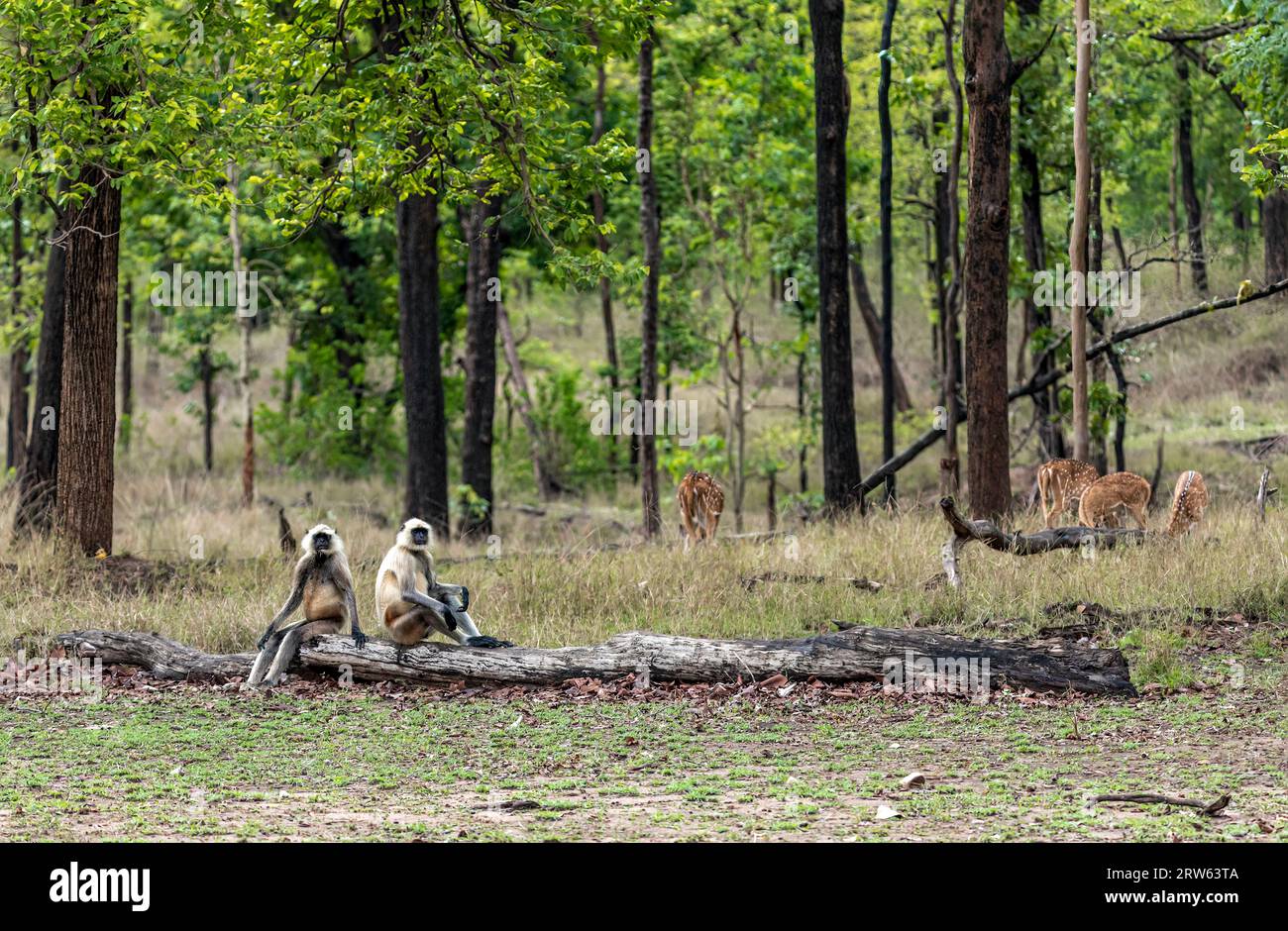 Two black-footed gray langurs sitting on a log at the Pench National ...