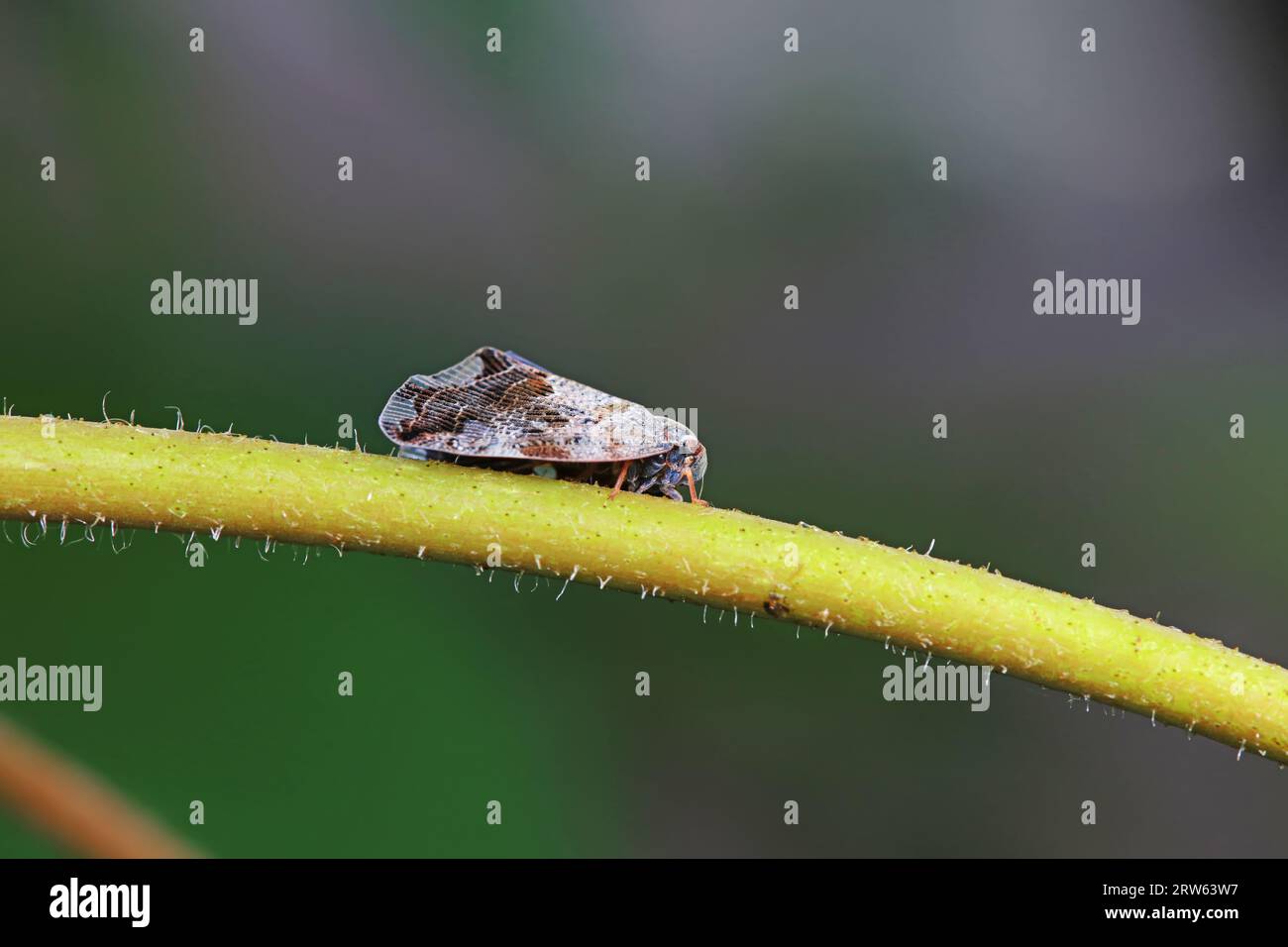 Hemiptera wax Cicadellidae insects on wild plants, North China Stock ...