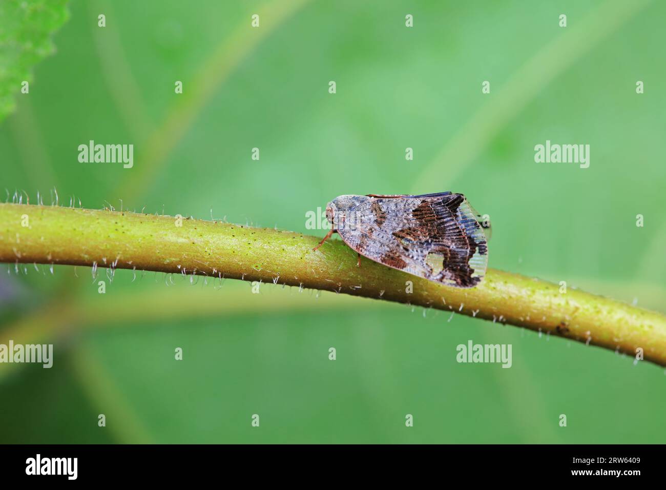 Hemiptera wax Cicadellidae insects on wild plants, North China Stock ...