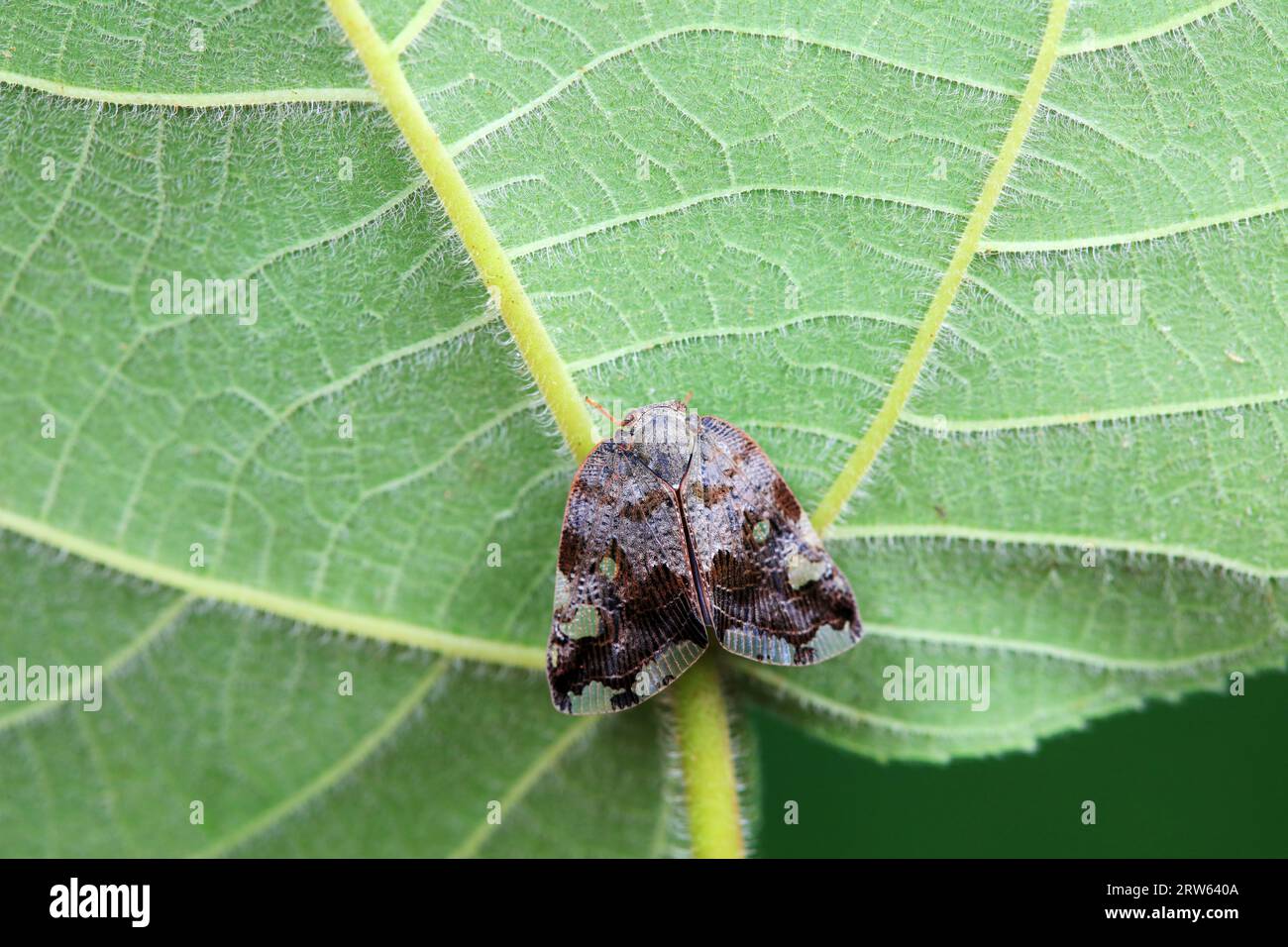 Hemiptera wax Cicadellidae insects on wild plants, North China Stock ...