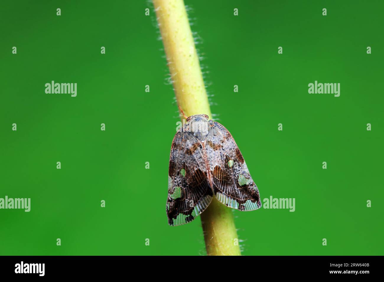 Hemiptera wax Cicadellidae insects on wild plants, North China Stock ...