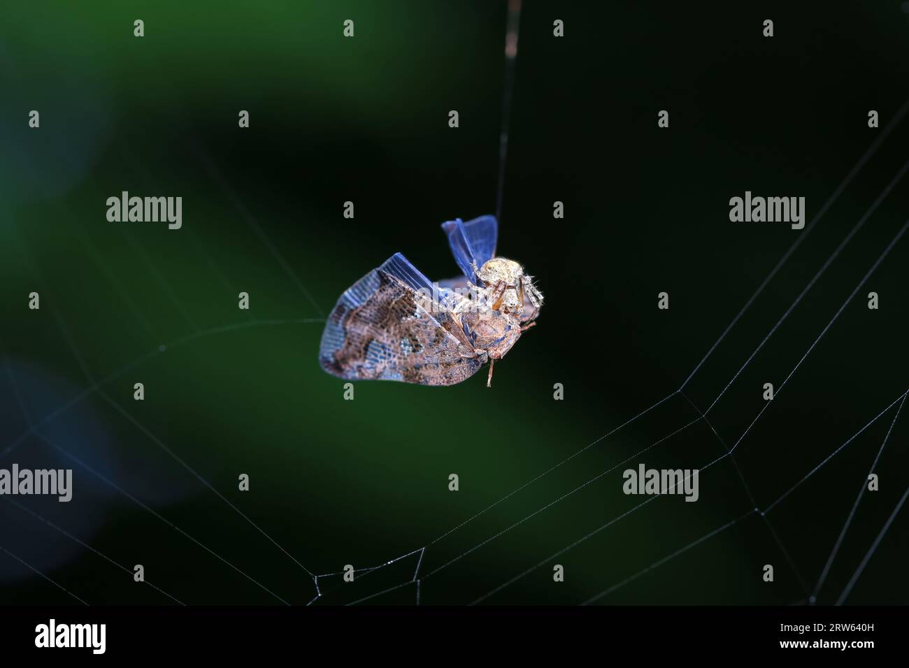 Hemiptera wax Cicadellidae insects on wild plants, North China Stock ...