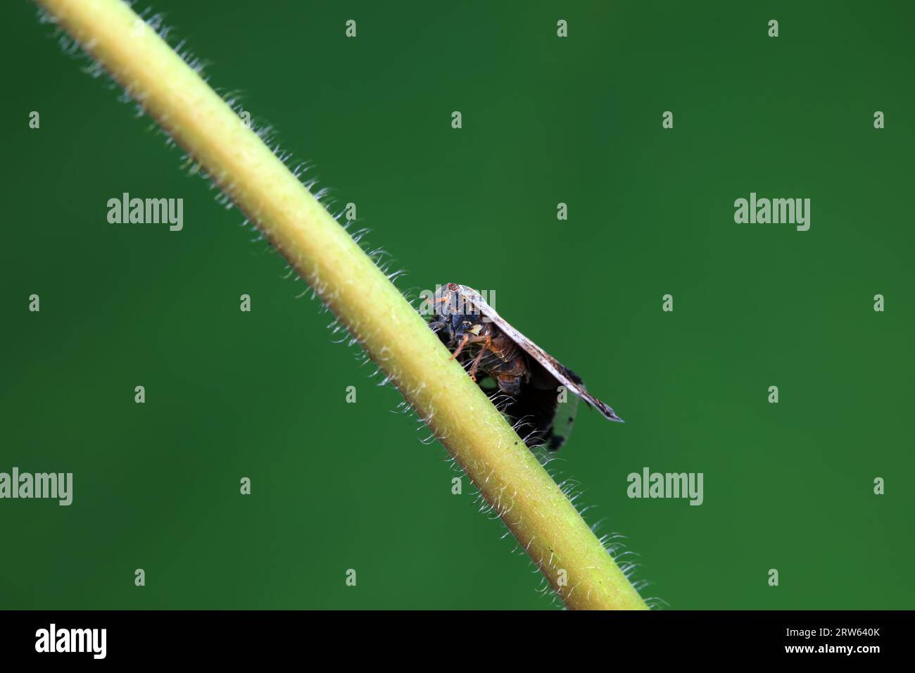 Hemiptera wax Cicadellidae insects on wild plants, North China Stock ...