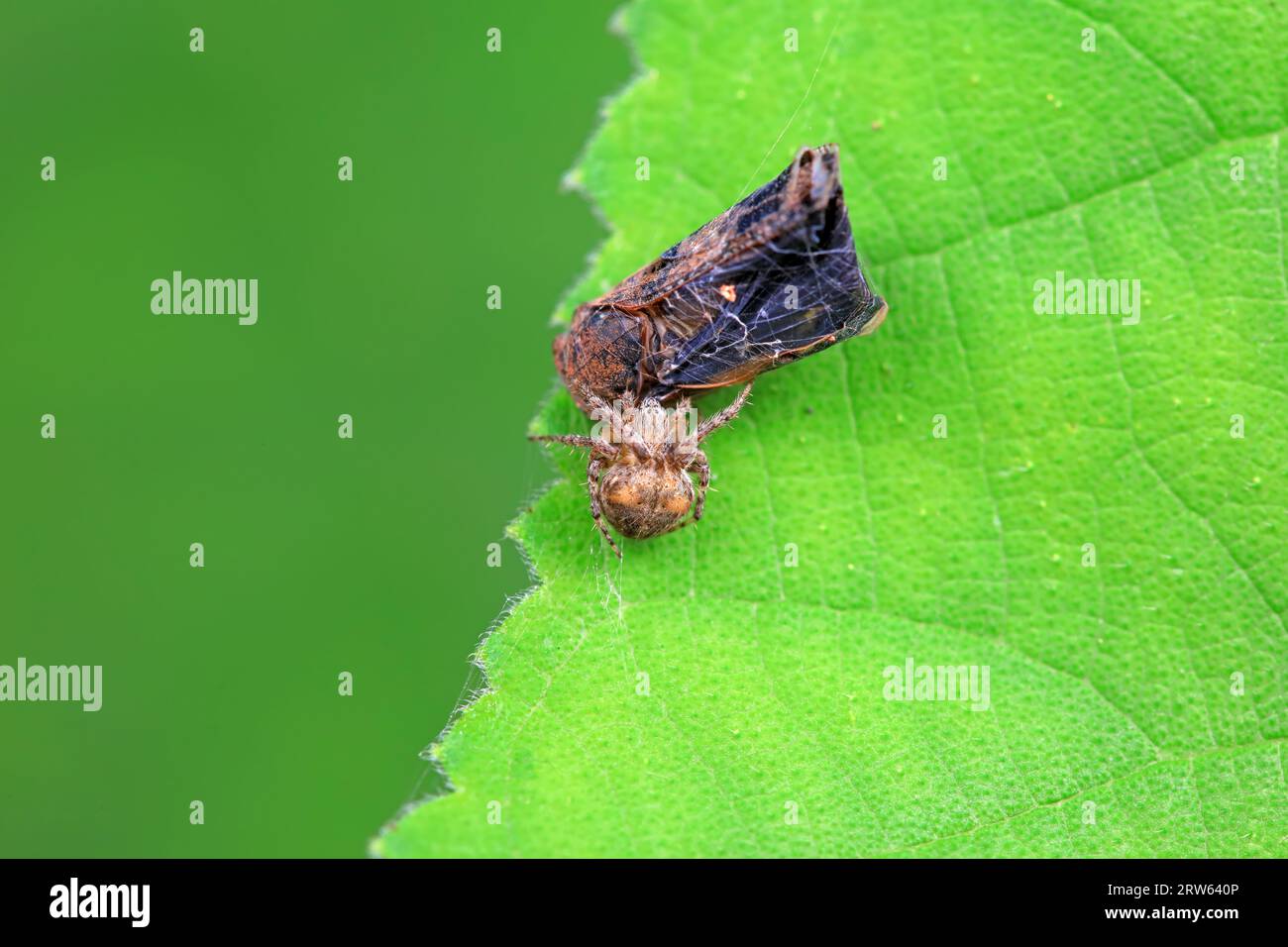 Hemiptera wax Cicadellidae insects on wild plants, North China Stock ...