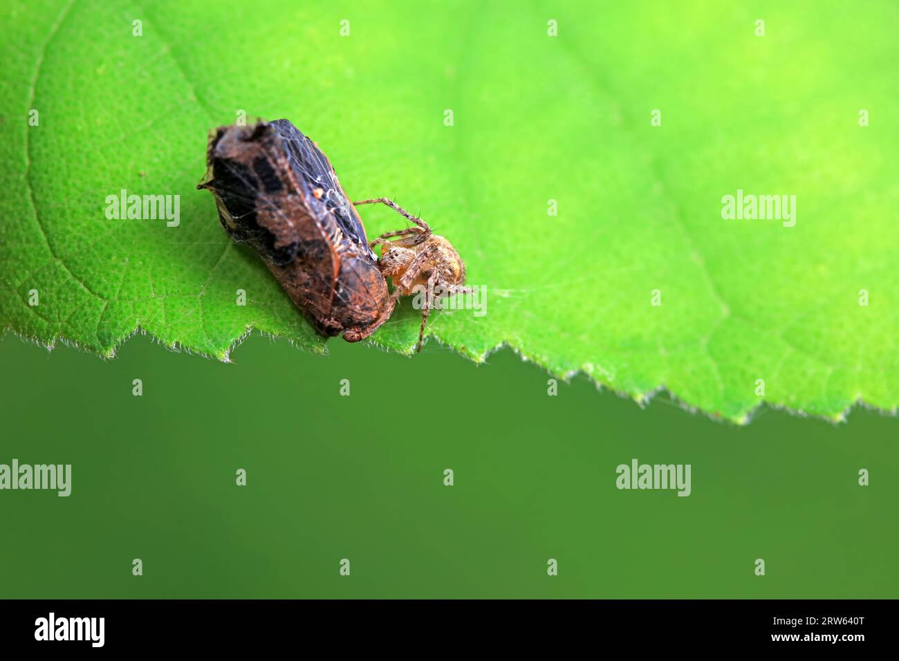 Hemiptera wax Cicadellidae insects on wild plants, North China Stock ...