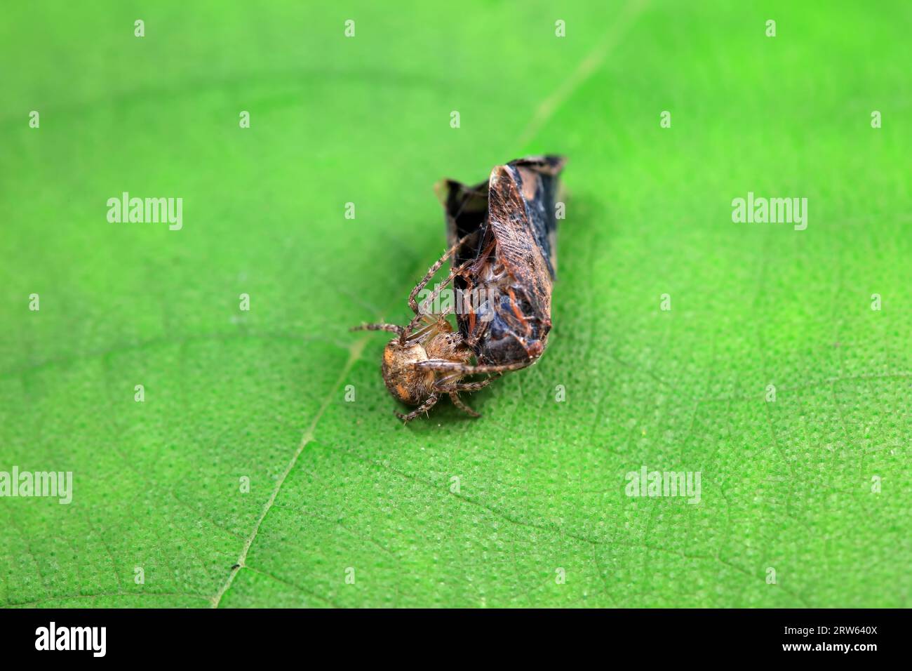 Hemiptera wax Cicadellidae insects on wild plants, North China Stock ...