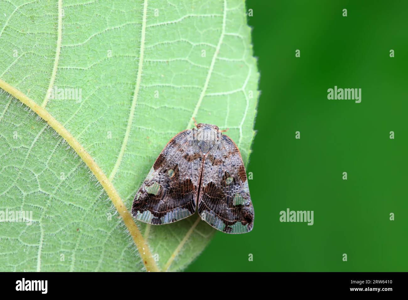 Hemiptera wax Cicadellidae insects on wild plants, North China Stock ...