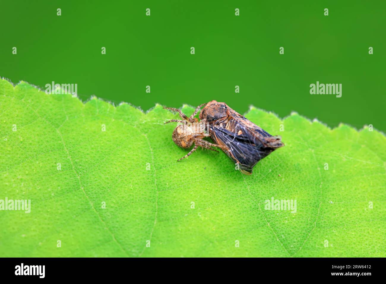 Hemiptera wax Cicadellidae insects on wild plants, North China Stock ...