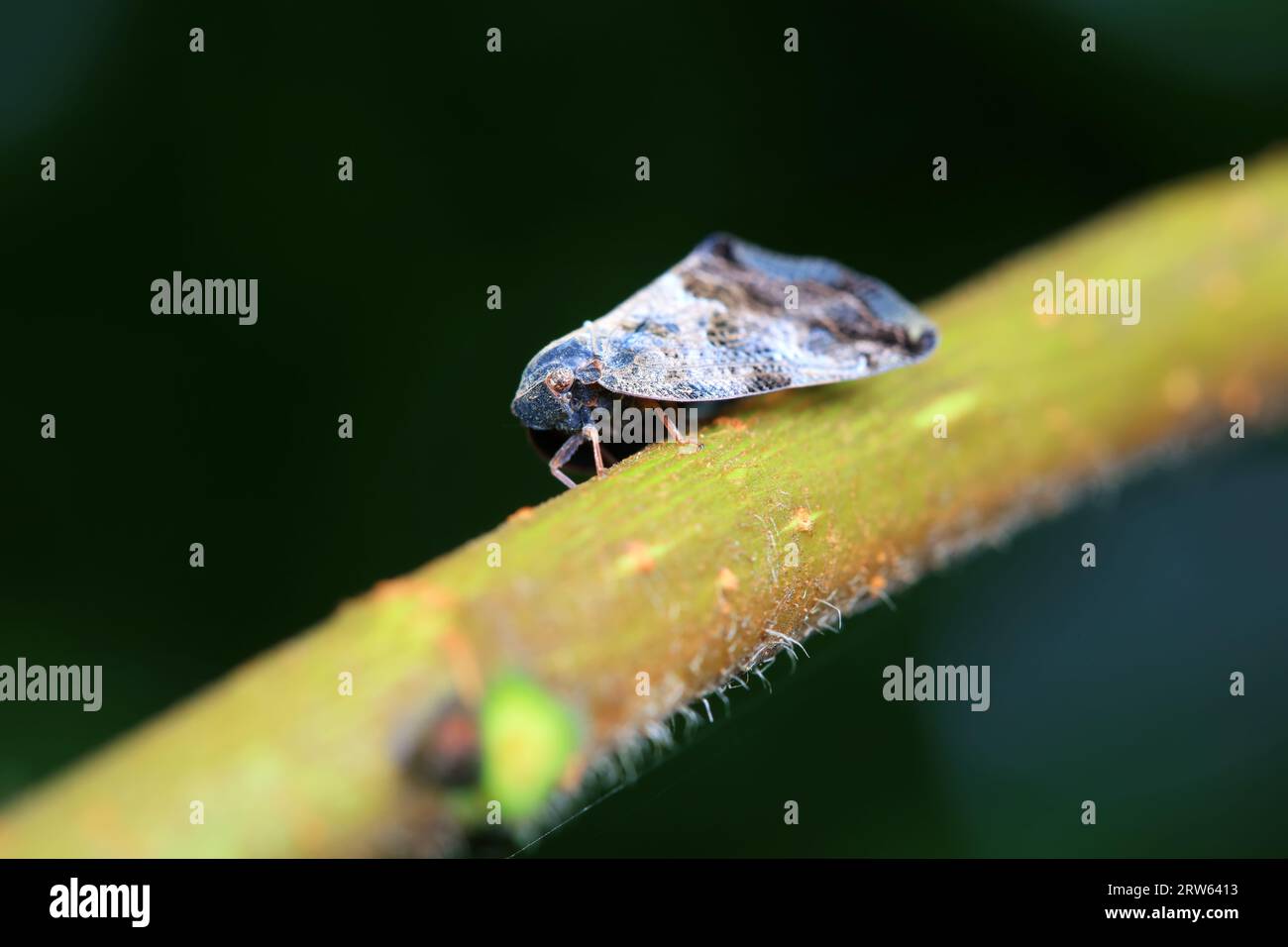 Hemiptera wax Cicadellidae insects on wild plants, North China Stock ...