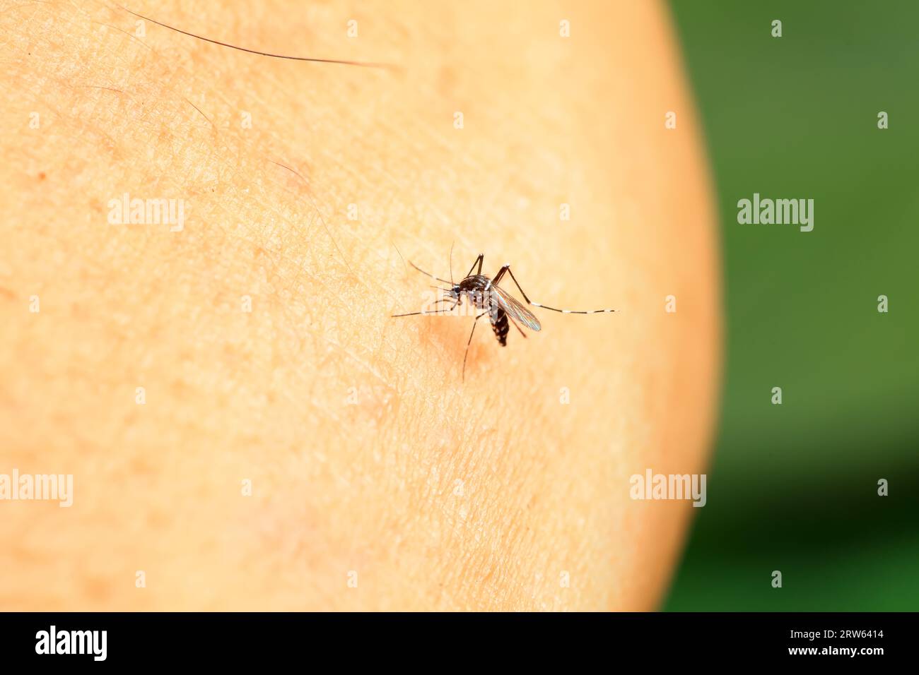 mosquito insect in the wild, North China Stock Photo - Alamy