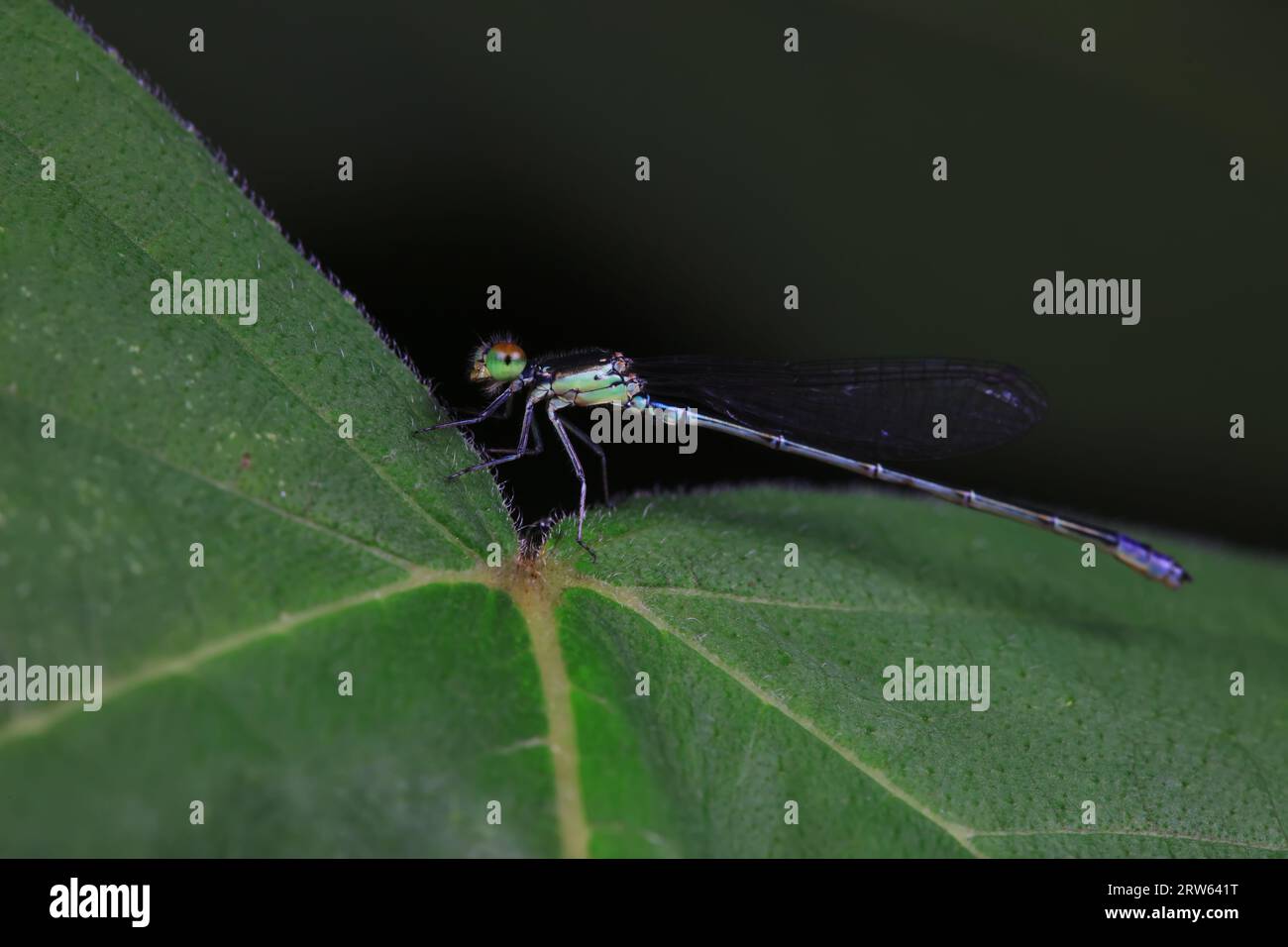 damselfly, a dragonfly insect, North China Stock Photo - Alamy