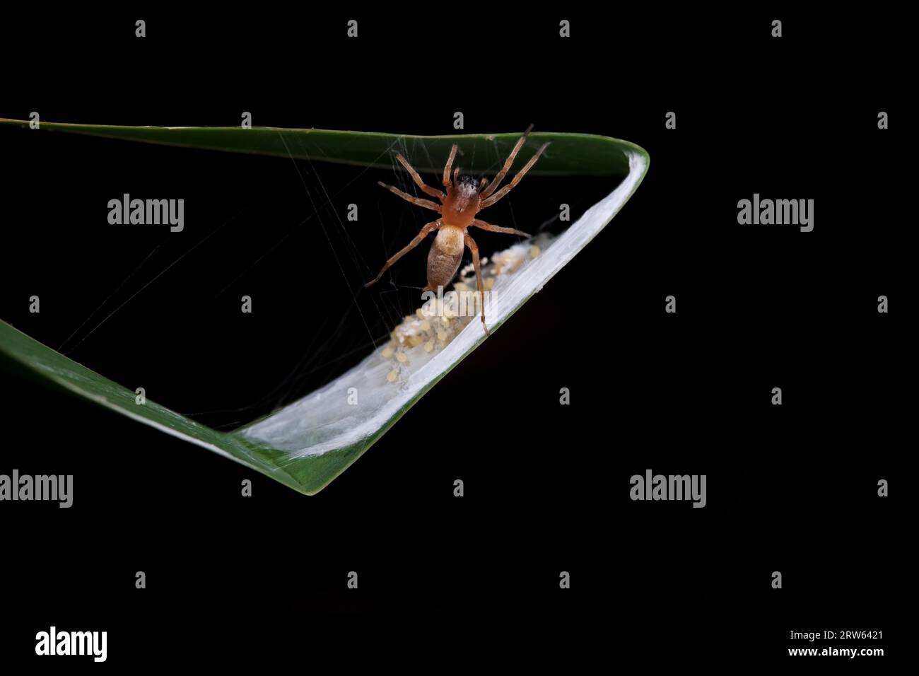 Spiders in the wild, North China Stock Photo - Alamy