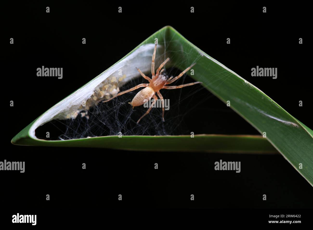 Spiders in the wild, North China Stock Photo - Alamy