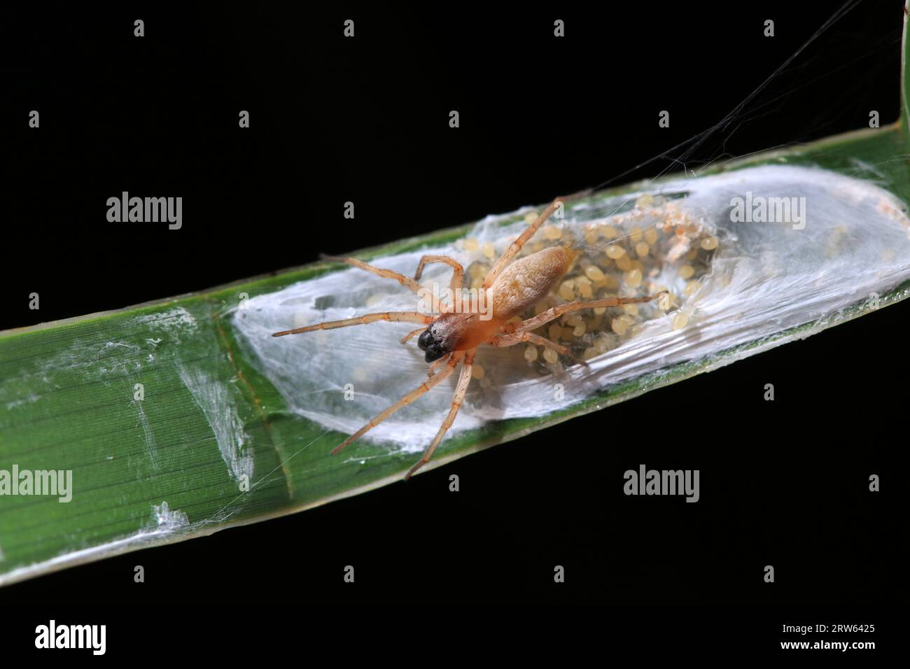 Spiders in the wild, North China Stock Photo - Alamy