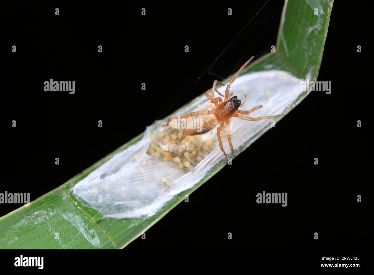 Spiders in the wild, North China Stock Photo - Alamy