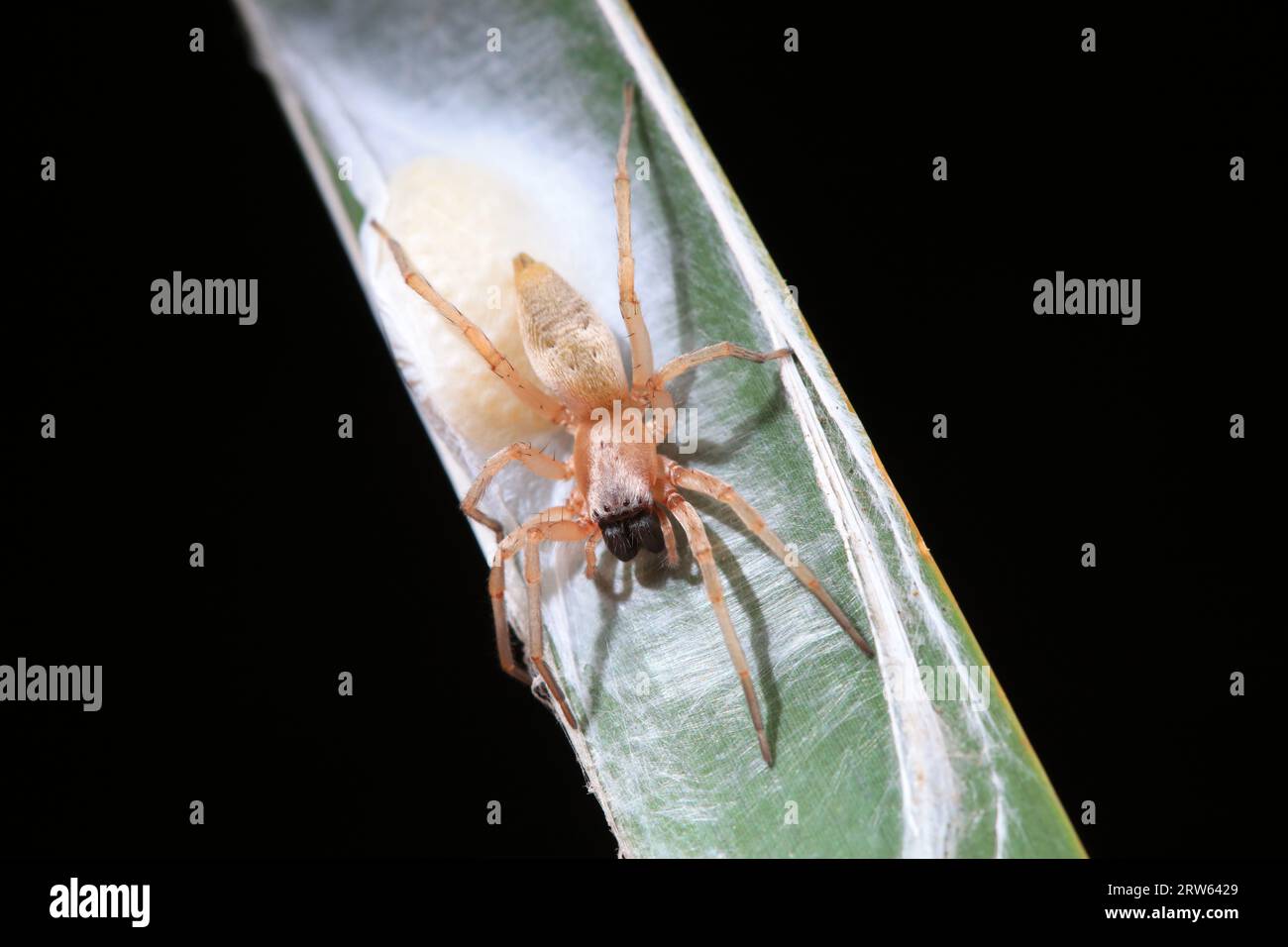 Spiders in the wild, North China Stock Photo - Alamy
