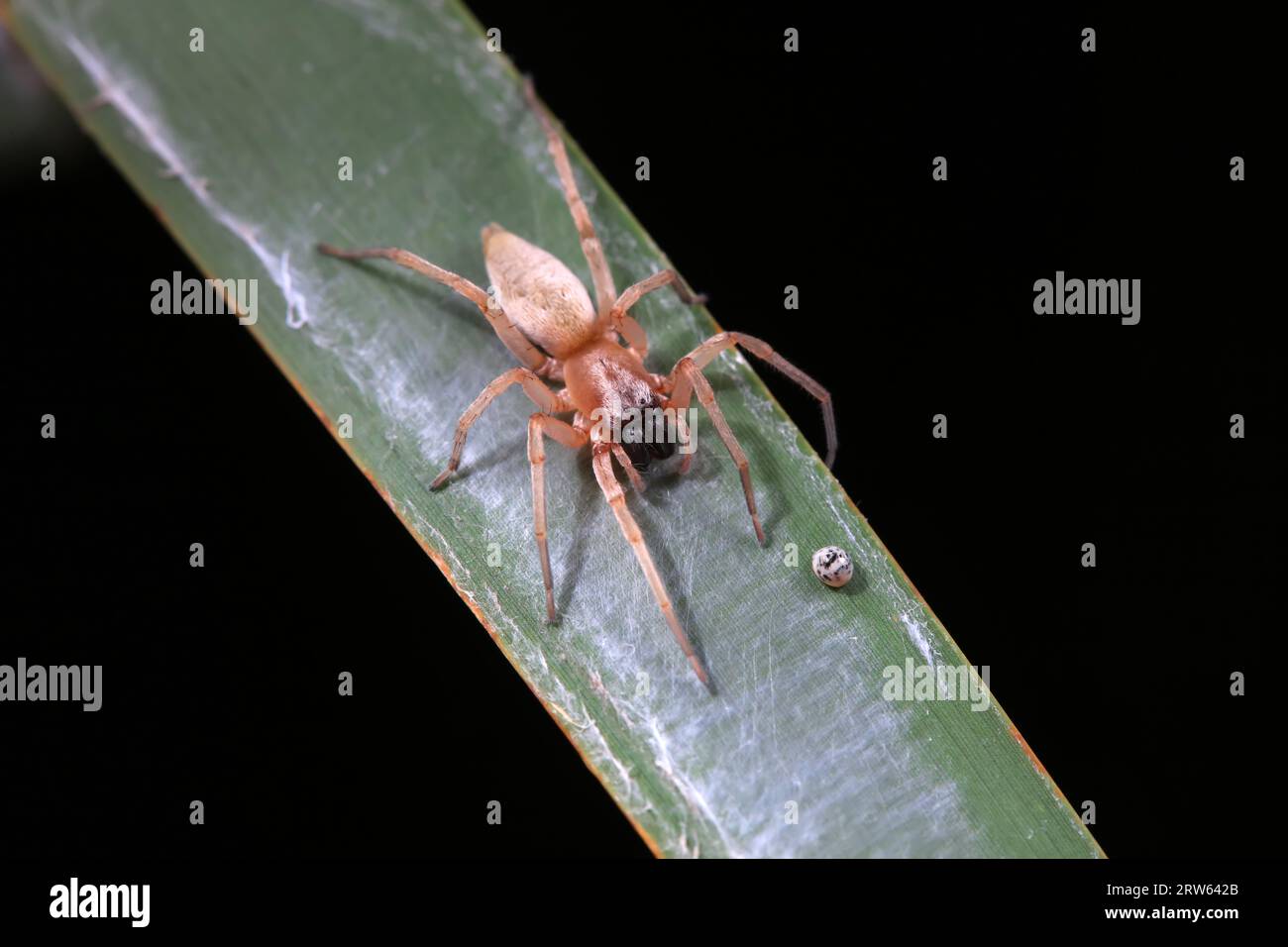 Spiders in the wild, North China Stock Photo - Alamy